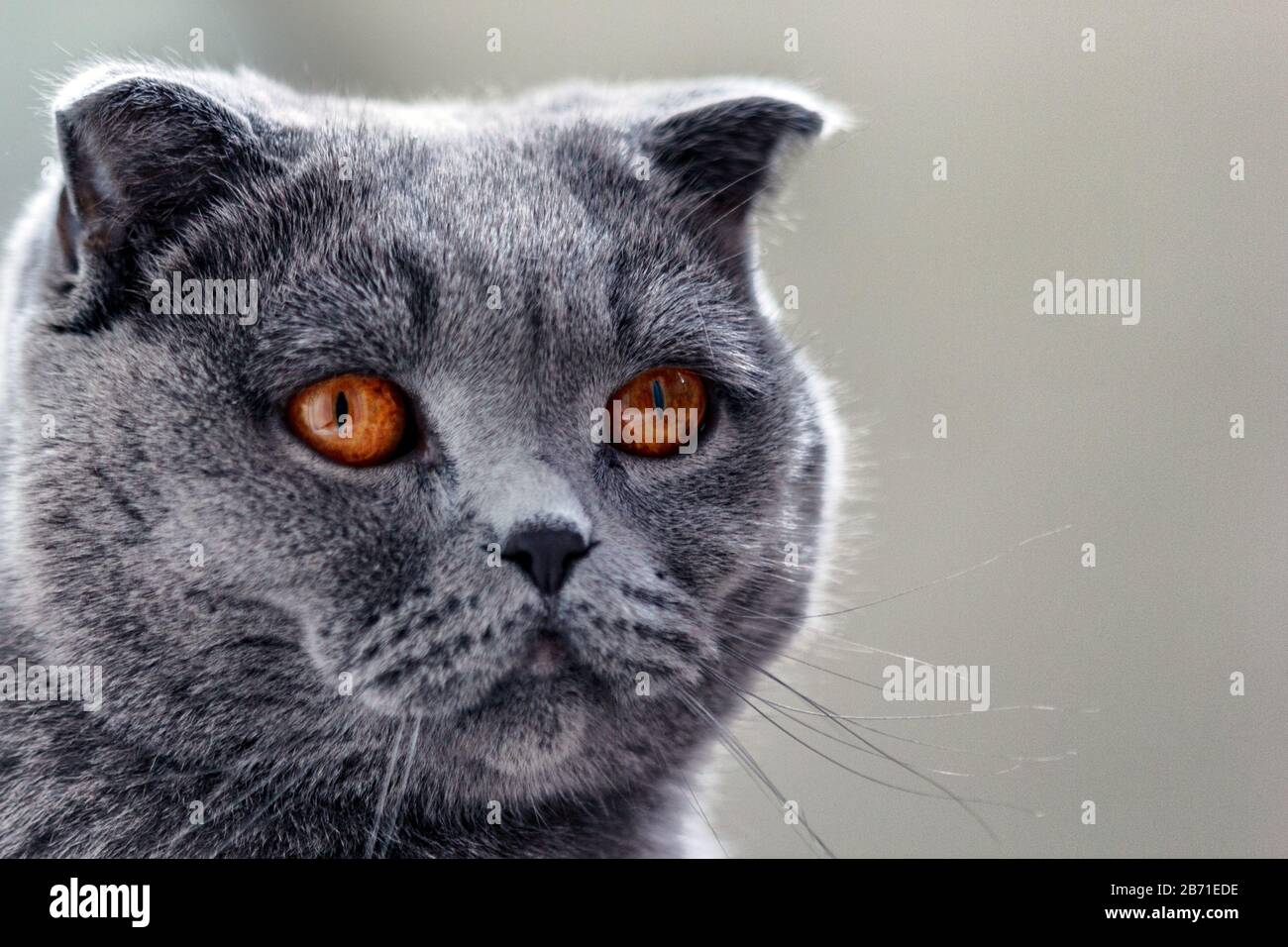 The Scottish Fold is a breed of domestic cat with a natural dominant ...