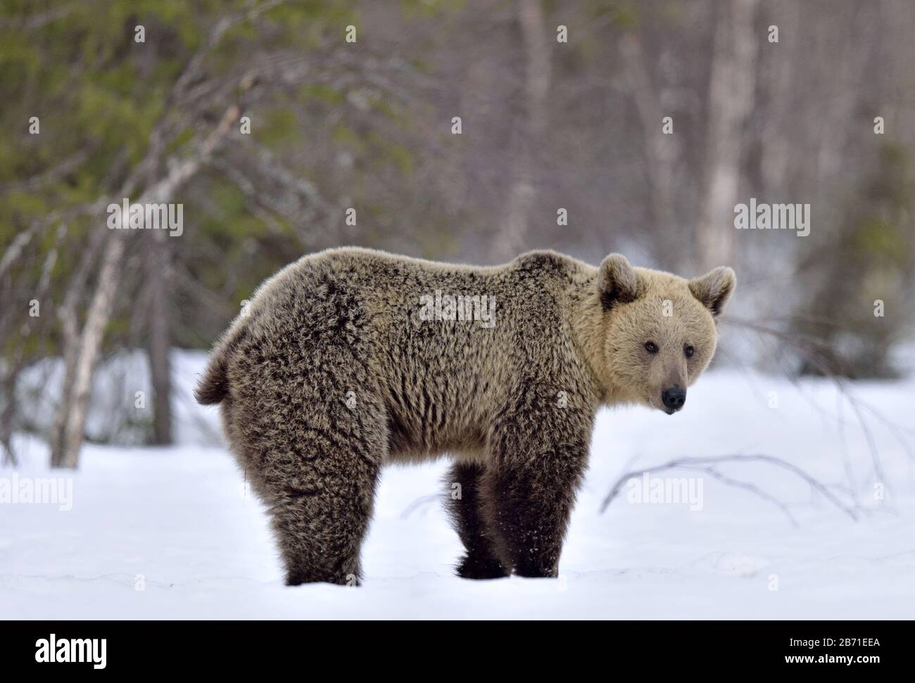 Brown bear in winter forest. Scientific name: Ursus Arctos. Natural ...