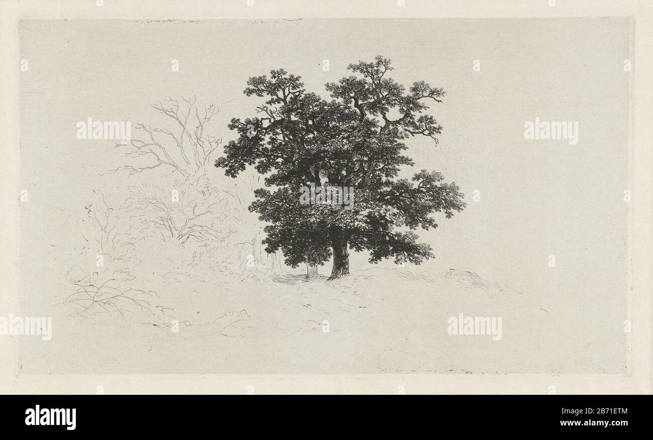 Composition features roots hi-res stock photography and images - Alamy