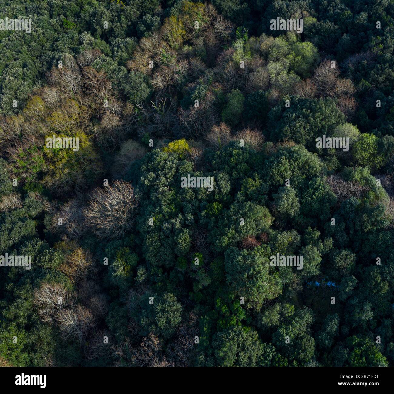 Aerial view of the countryside and the Cantabrian oak forest in the ...