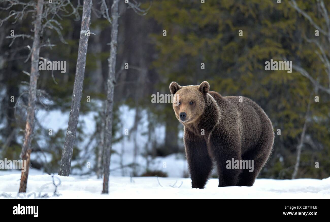 Brown bear in winter forest. Scientific name: Ursus Arctos. Natural ...