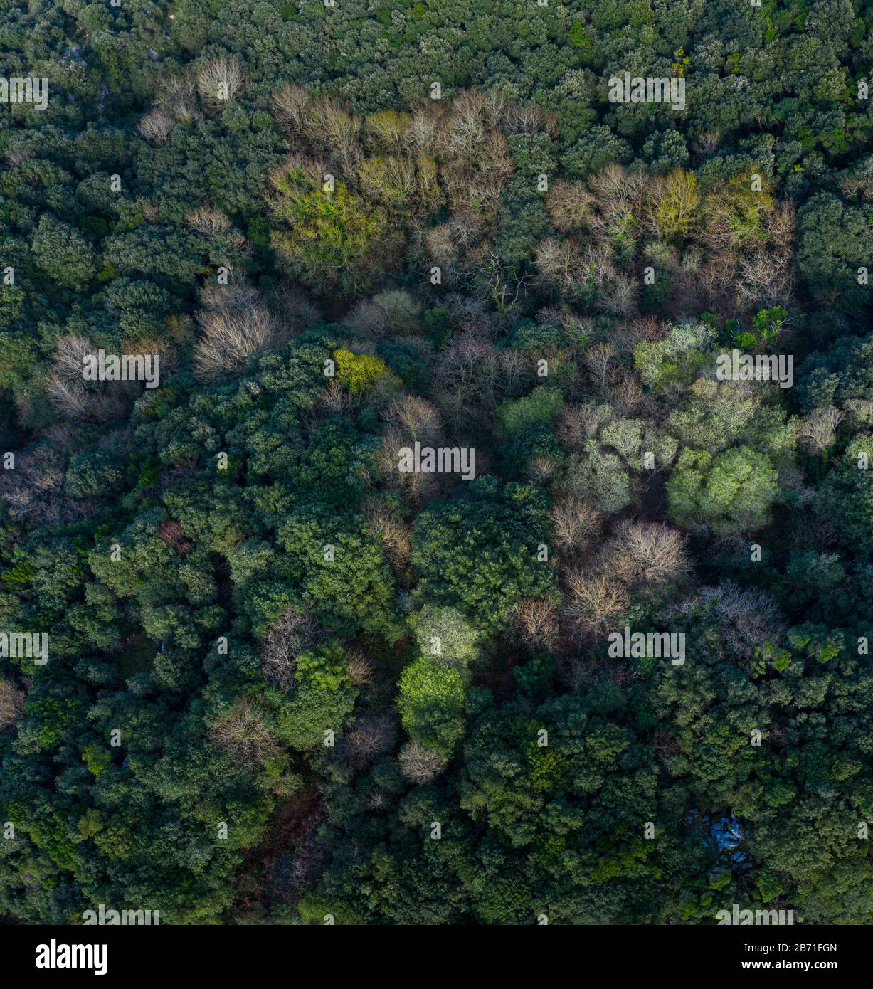 Aerial view of the countryside and the Cantabrian oak forest in the ...
