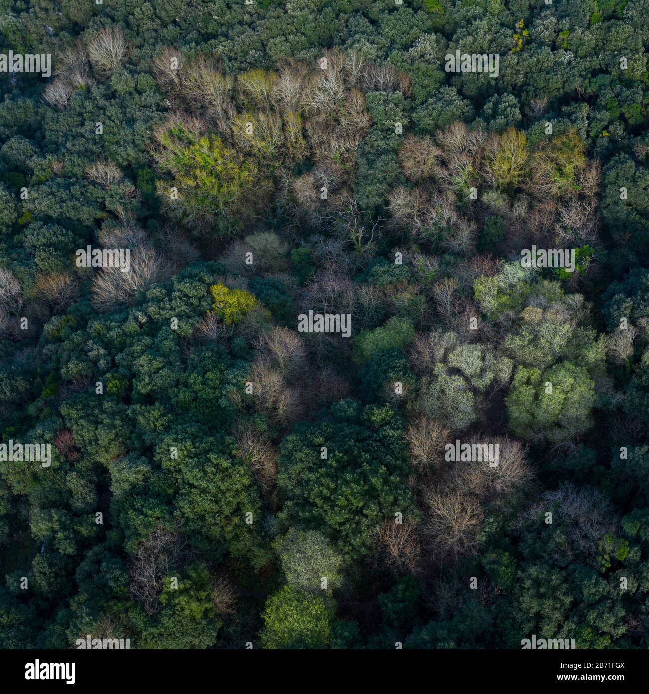 Aerial view of the countryside and the Cantabrian oak forest in the ...