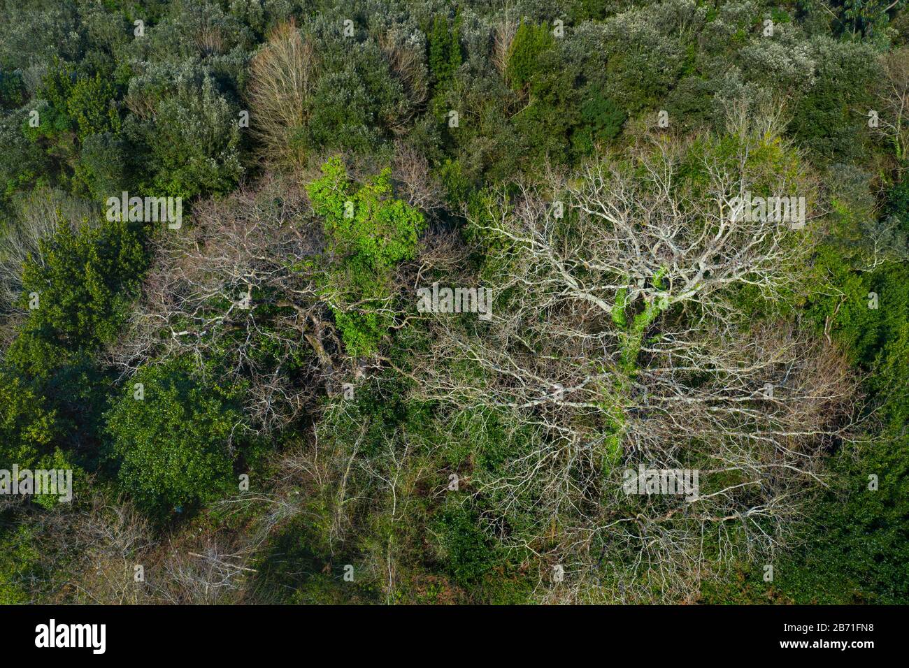 Aerial view of the countryside and the Cantabrian oak forest in the ...