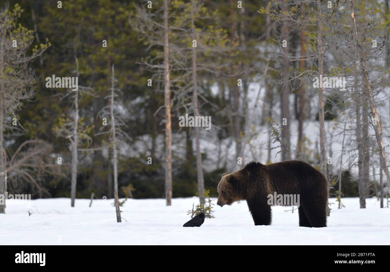 Brown Bear and raven on a snow-covered swamp in the winter forest ...