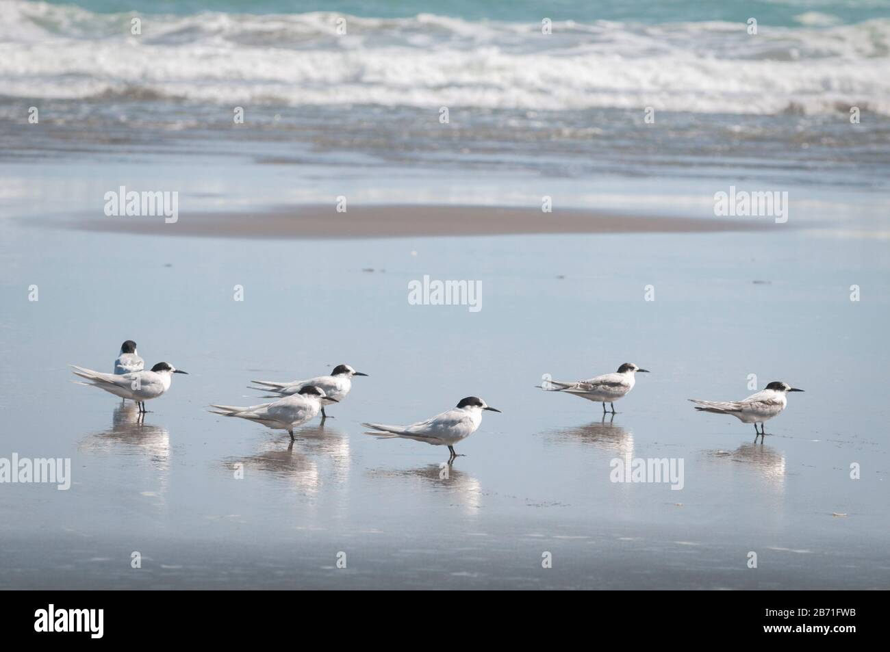 White-fronted terns on Piha beach on New Zealand's north island Stock ...