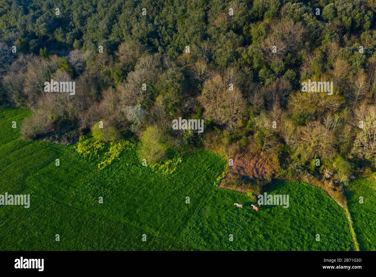 Aerial view of the countryside and the Cantabrian oak forest in the ...