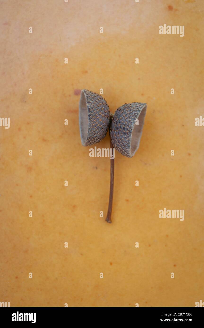 Seed casing hi-res stock photography and images - Alamy