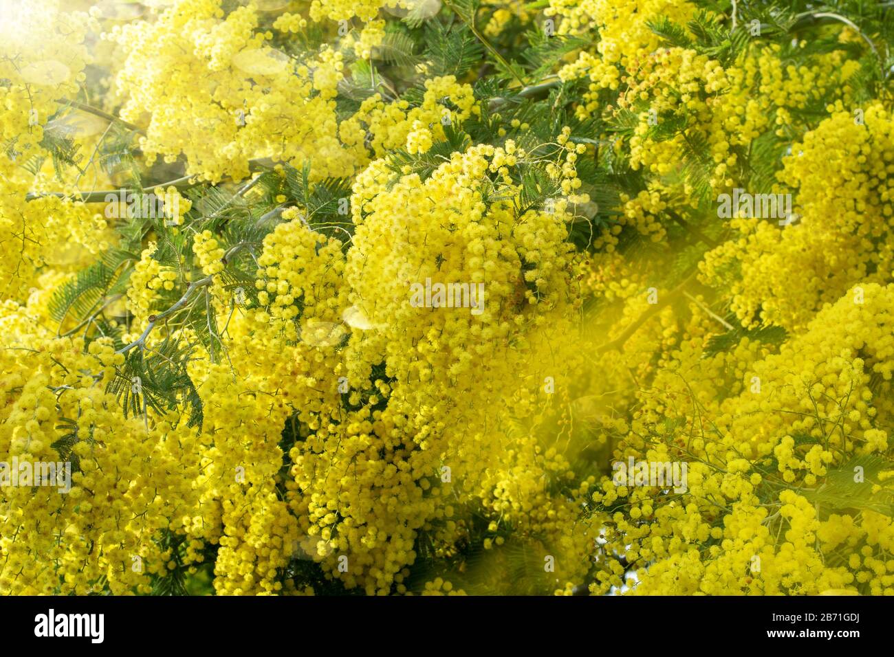 Mimosa Tree Nature
