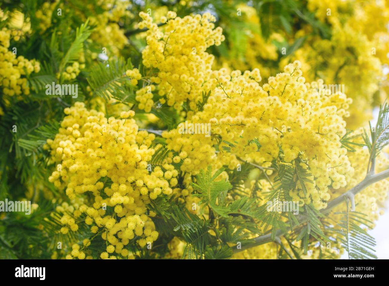 Branches of fluffy tender spring mimosa with its flowers in the ...