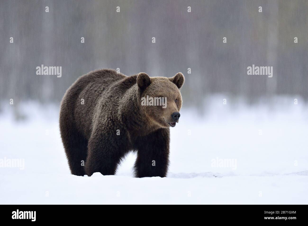 Brown bear in winter forest. Scientific name: Ursus Arctos. Natural ...