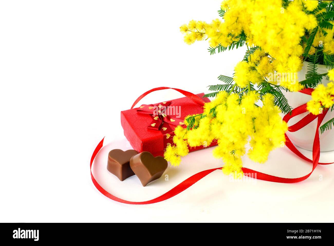 Branch of fluffy fresh mimosa on the white background. Small red gift ...