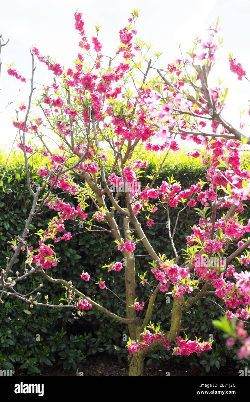 Baron tree hi-res stock photography and images - Alamy