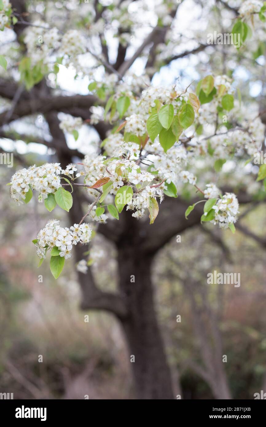 Pyrus pashia - wild Himalayan pear tree Stock Photo - Alamy