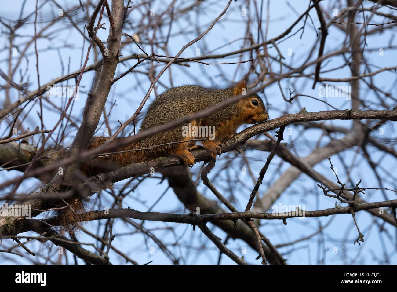 Squirrel on branch Stock Photo - Alamy
