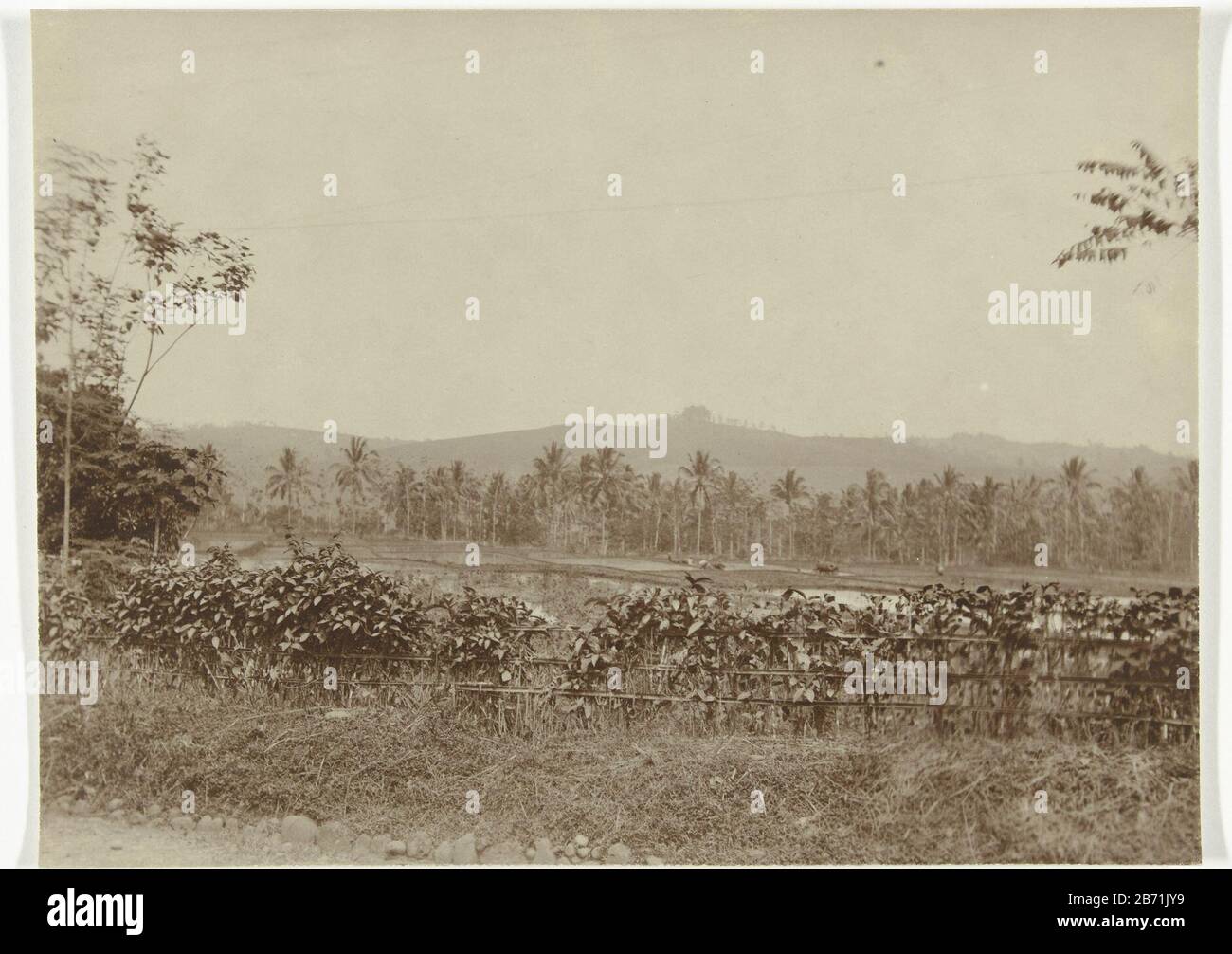 Dutch People Physical Characteristics