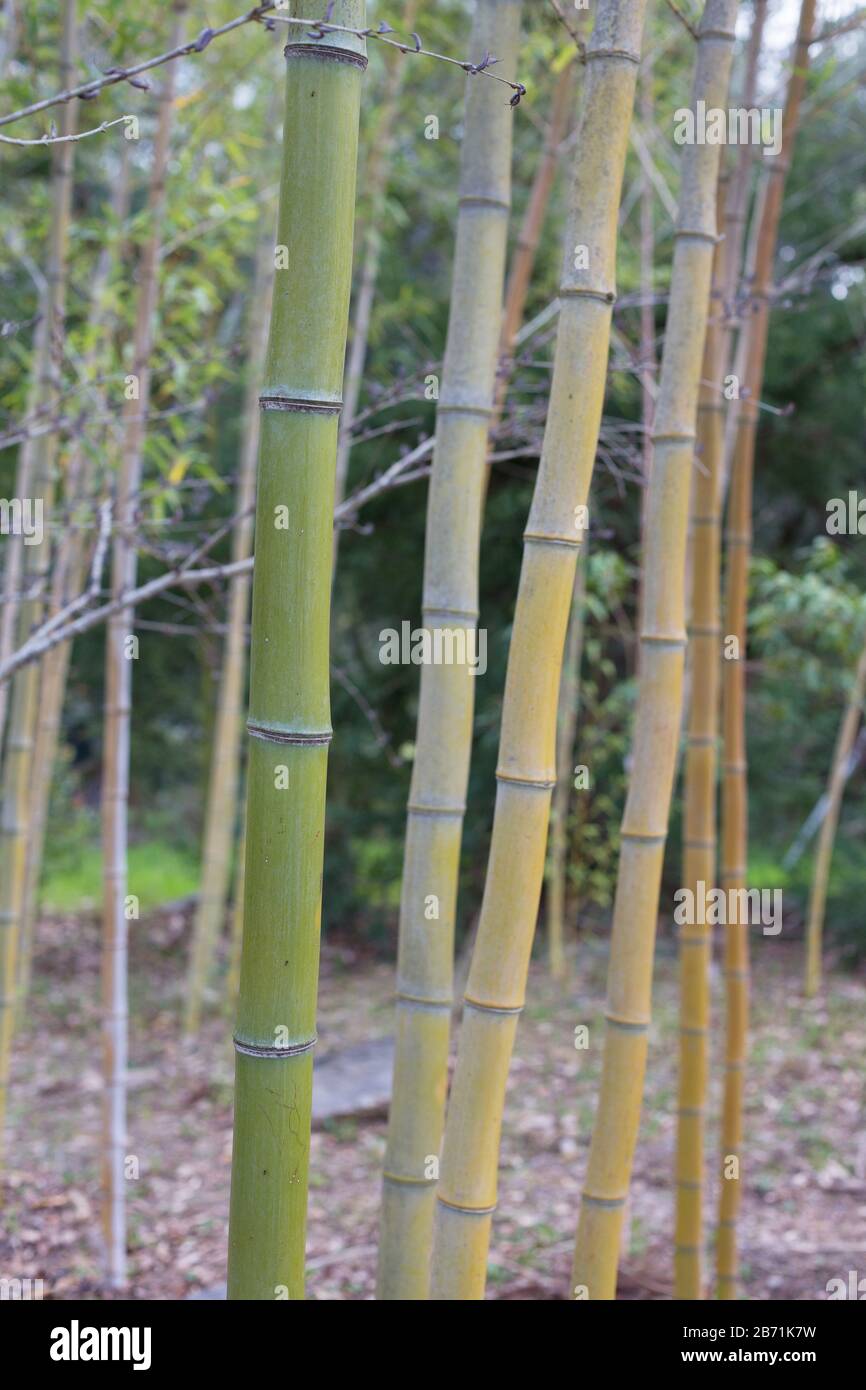 Phyllostachys vivax - Chinese timber bamboo Stock Photo - Alamy