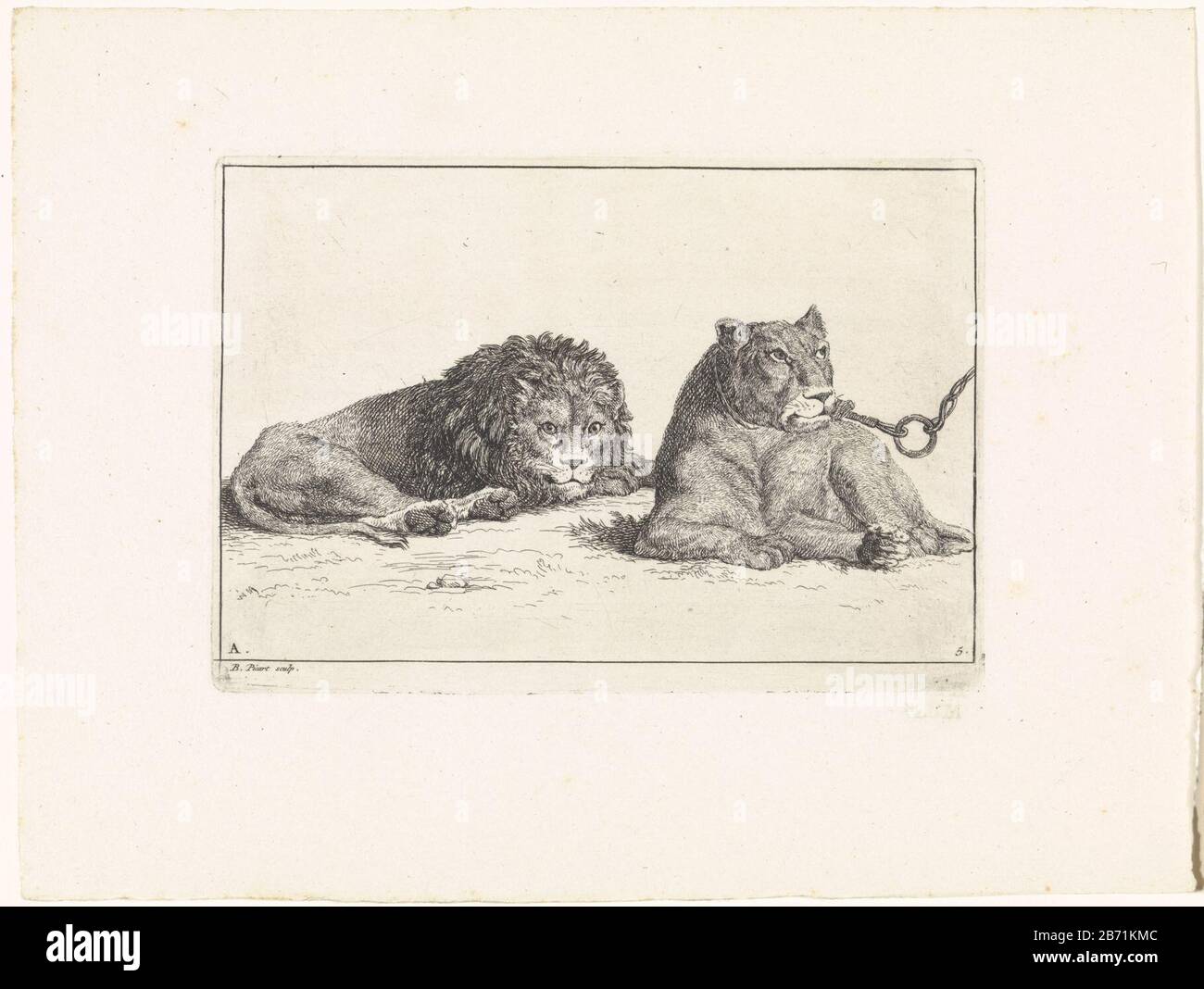 The lions were chained hi-res stock photography and images - Alamy