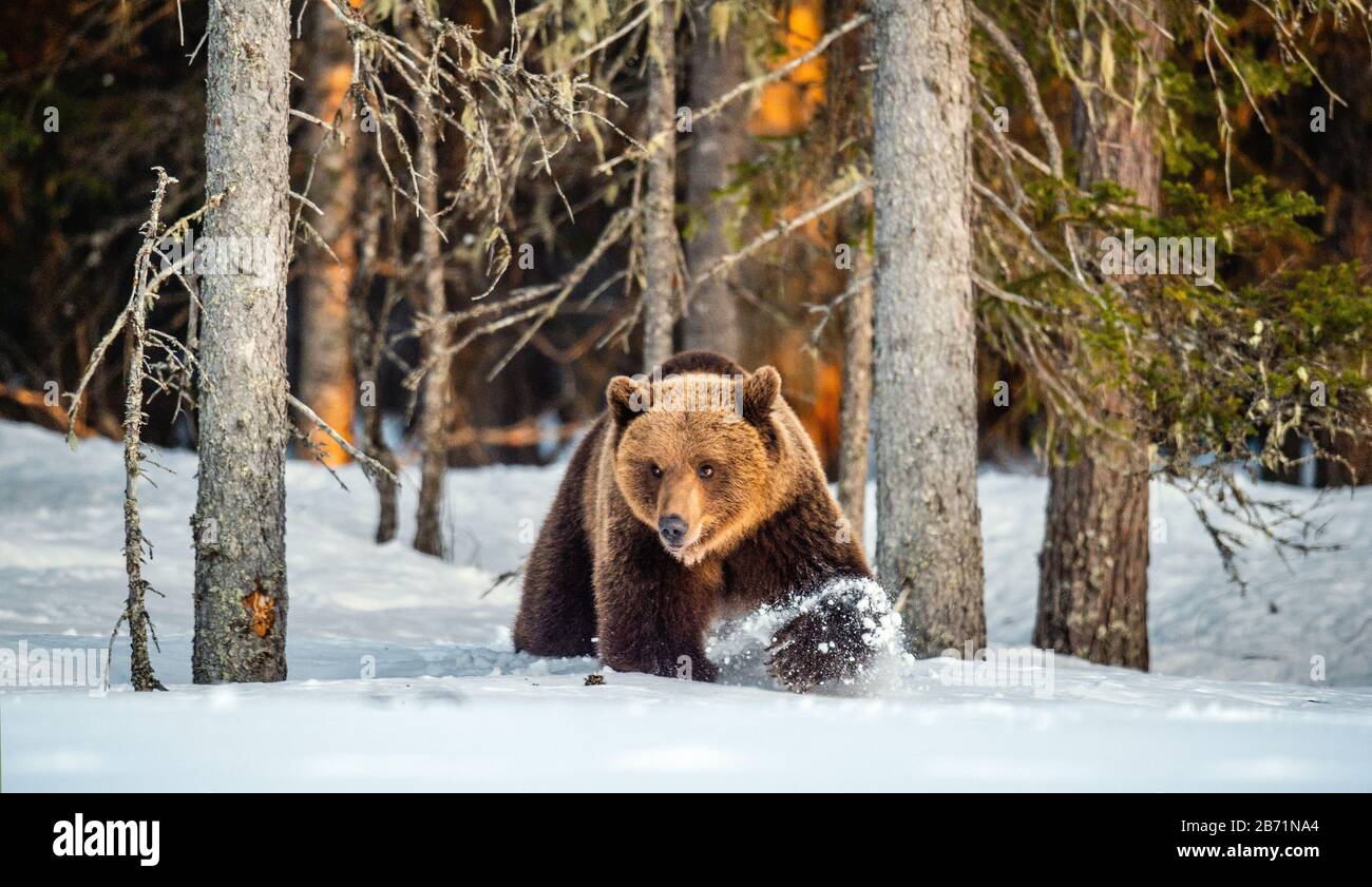 Brown Bear walking on the snow in spring forest at sunset. Front view ...