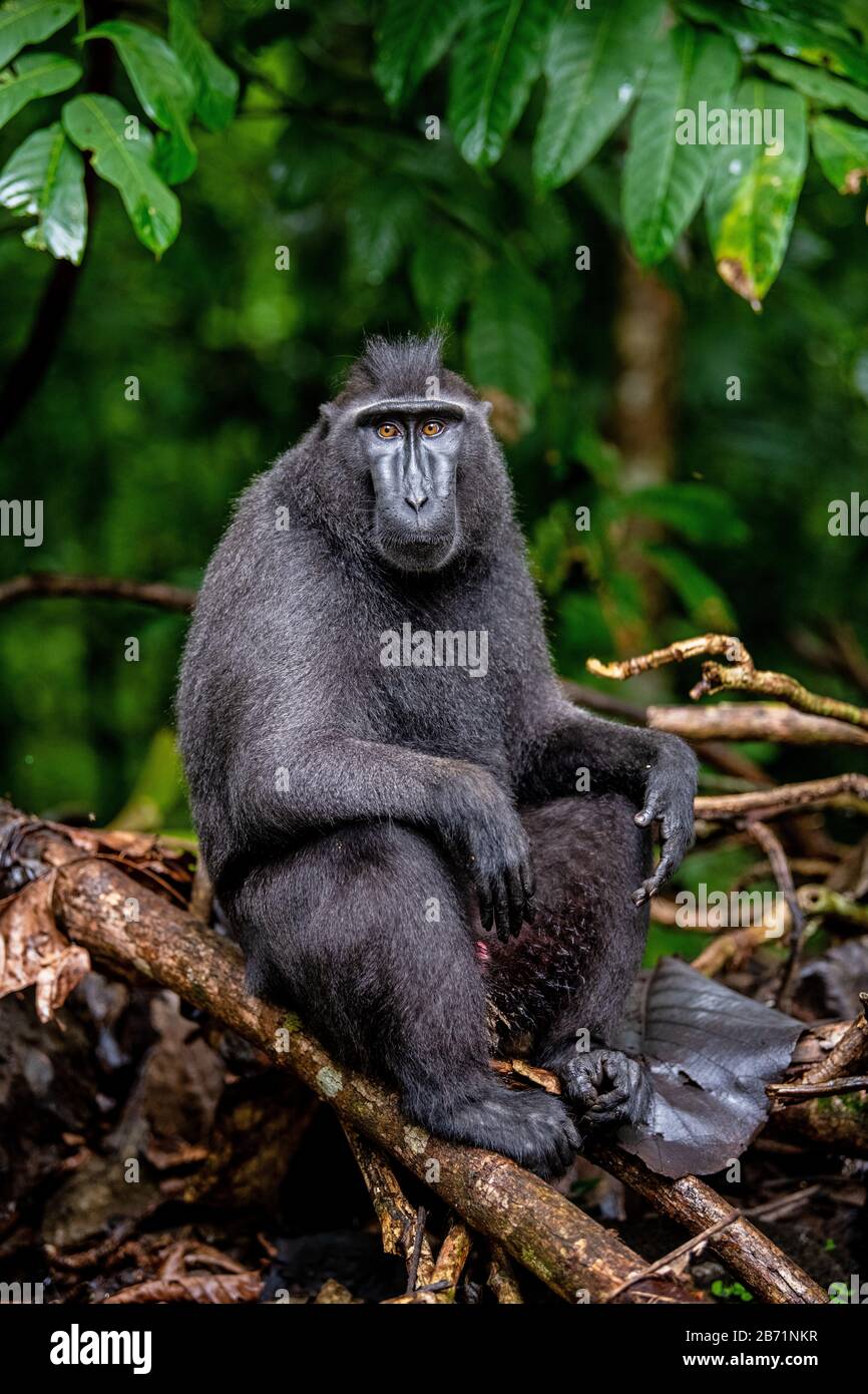 The Celebes crested macaque on the tree. Green natural background ...