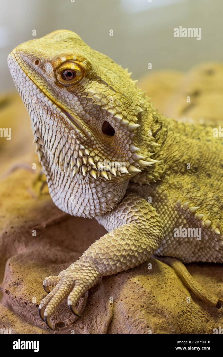 Bearded dragon basking in hi-res stock photography and images - Alamy