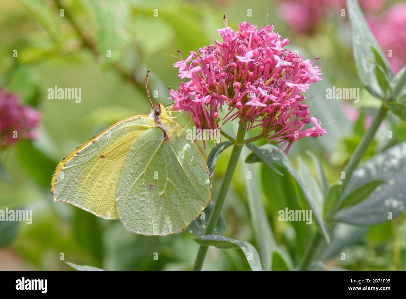 Endemic insects hi-res stock photography and images - Alamy