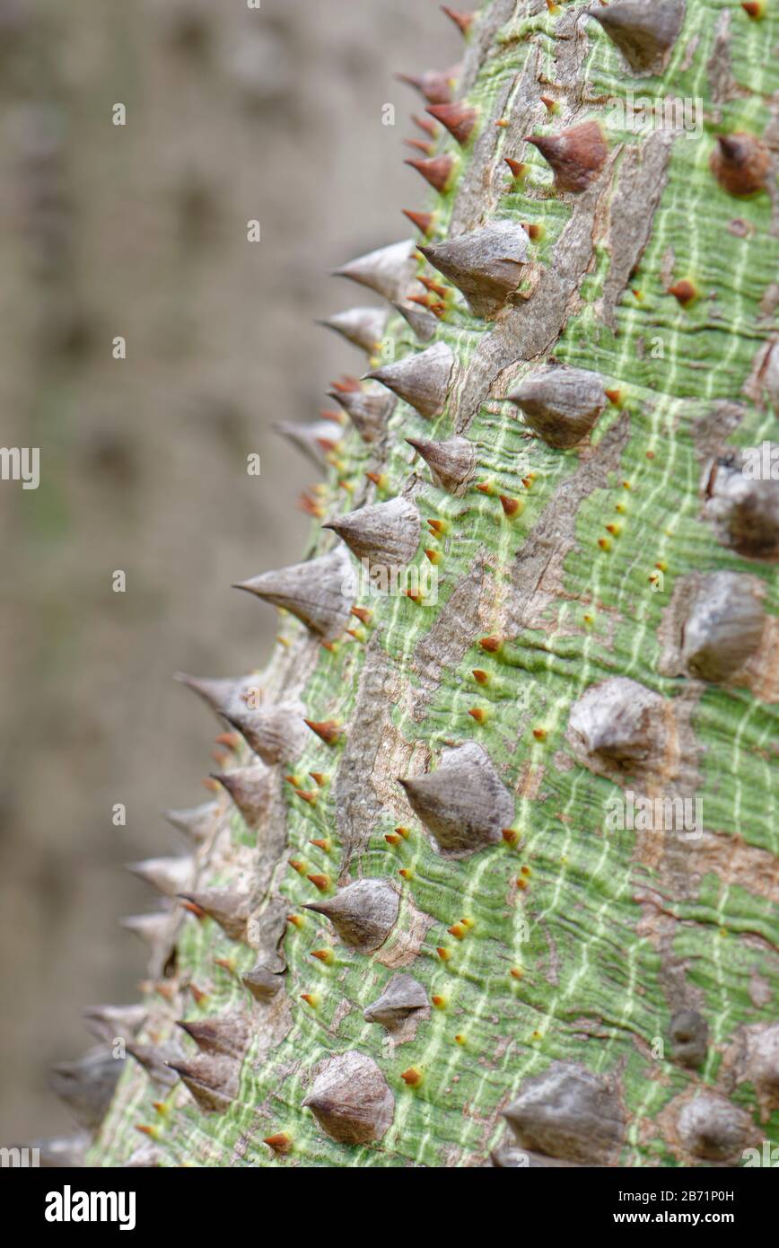 Spiny bark of a Kapok tree (Ceiba pentandra), Puerto de la Cruz ...