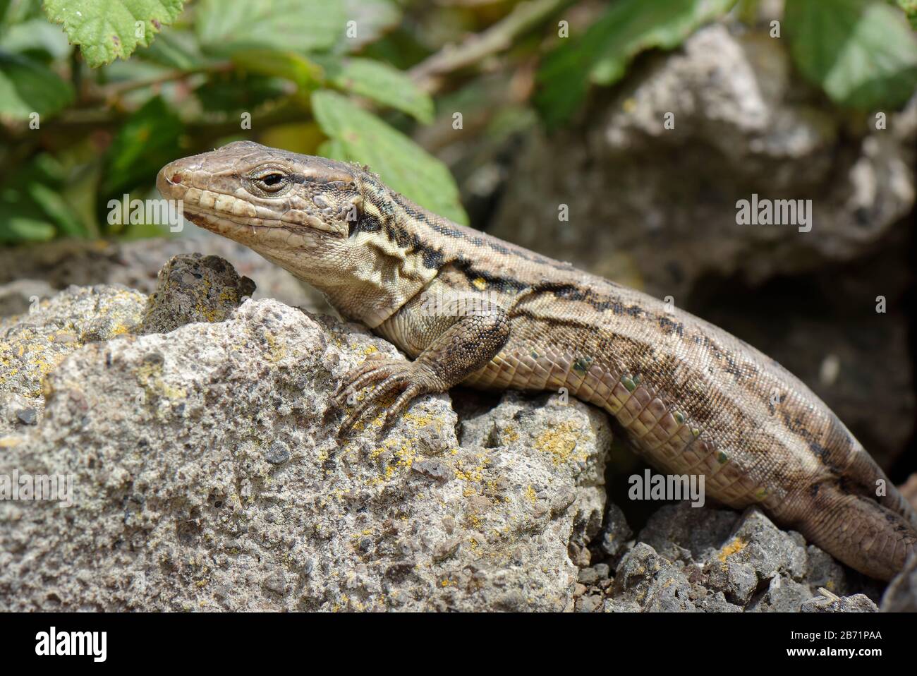 Female Tenerife lizard / Western Canaries lizard (Gallotia galloti) sun ...