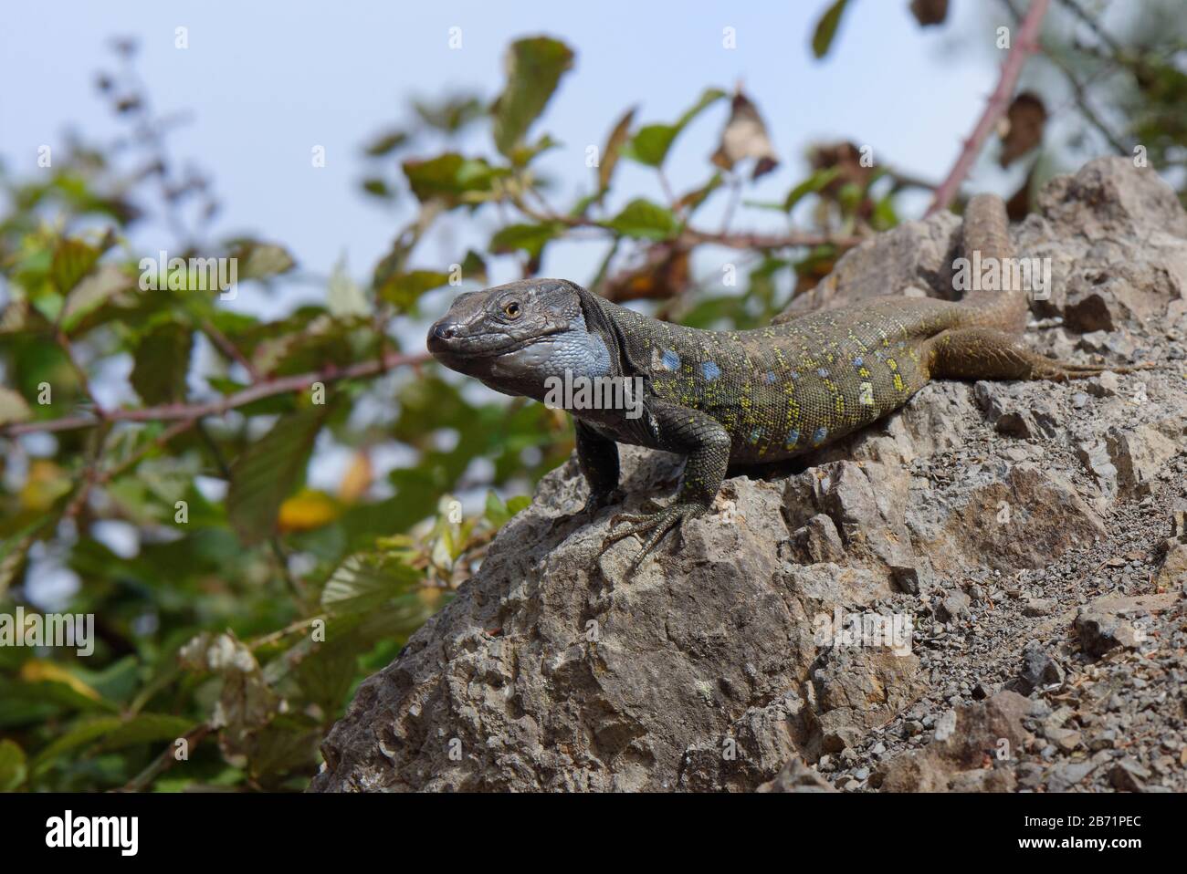 Male Tenerife lizard / Western Canaries lizard (Gallotia galloti) sun ...