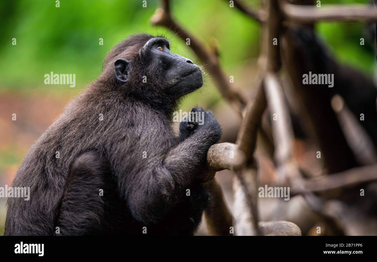 The Celebes crested macaque. Close up, side view. Crested black macaque ...