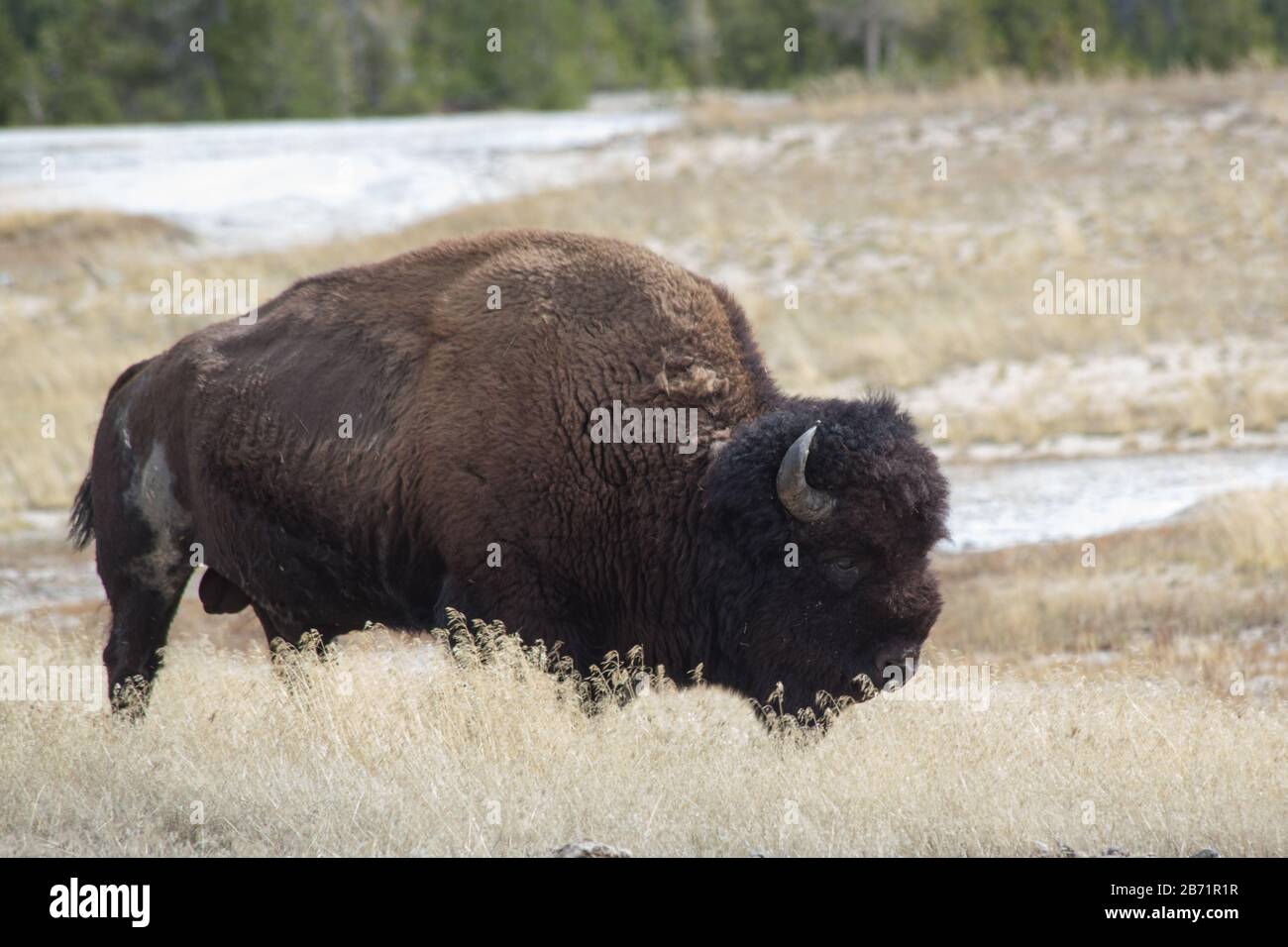 Buffalo outdoors hi-res stock photography and images - Alamy