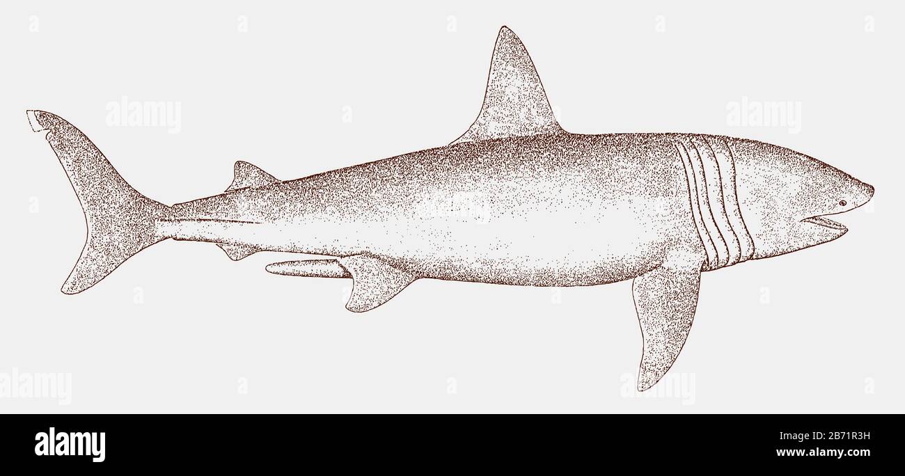 Basking shark (cetorhinus maximus) Stock Vector Images - Alamy