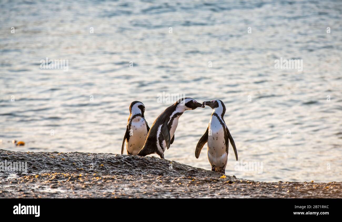 Sphen High Resolution Stock Photography and Images - Alamy