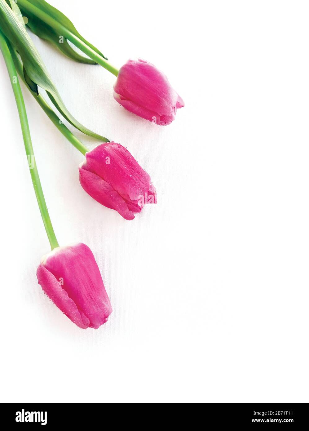 Trinity of tulips, three flowers of pink tulip, drops of dew or spring ...