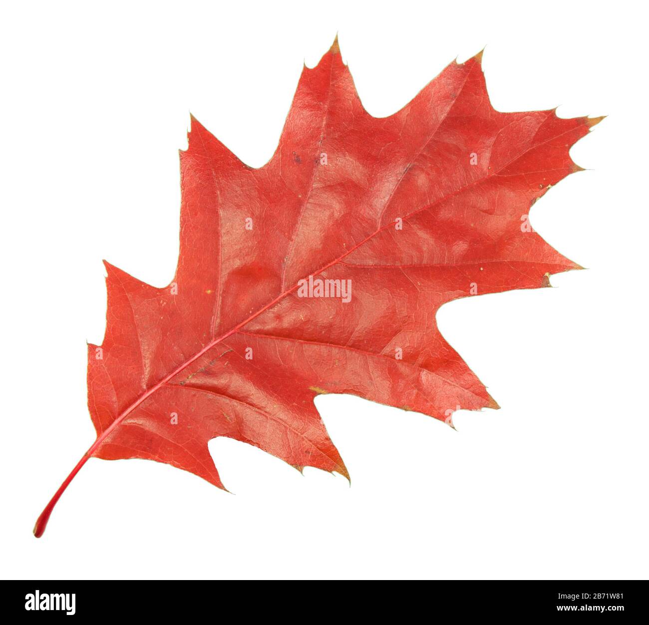 Red reddish Cut Out Stock Images & Pictures - Alamy