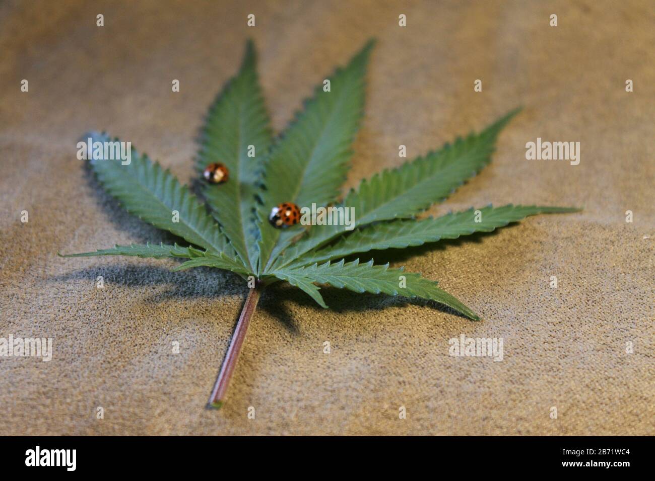 Cannabis photograph hi-res stock photography and images - Alamy