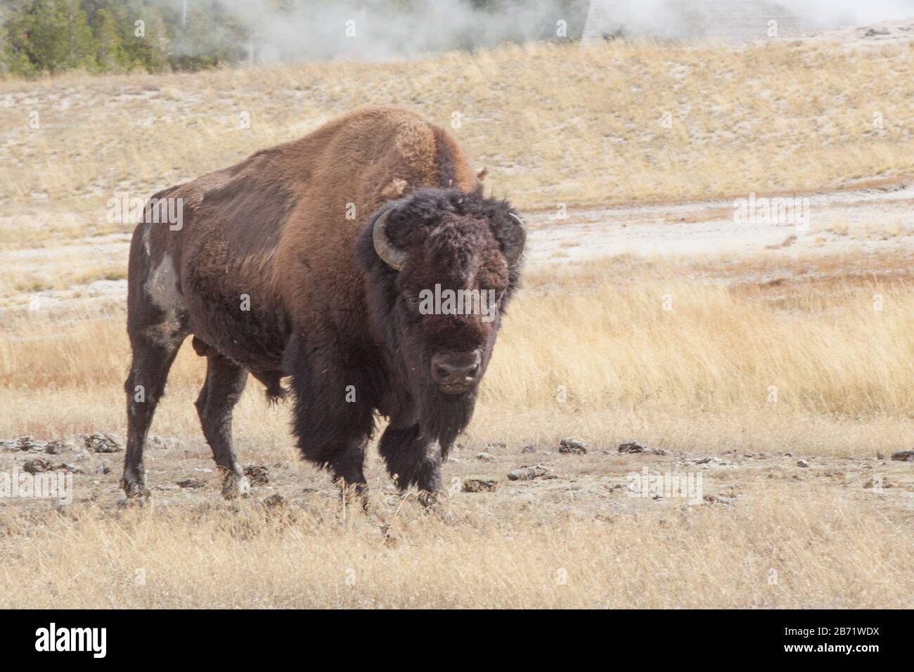 Buffalo outdoors in a feld Stock Photo - Alamy