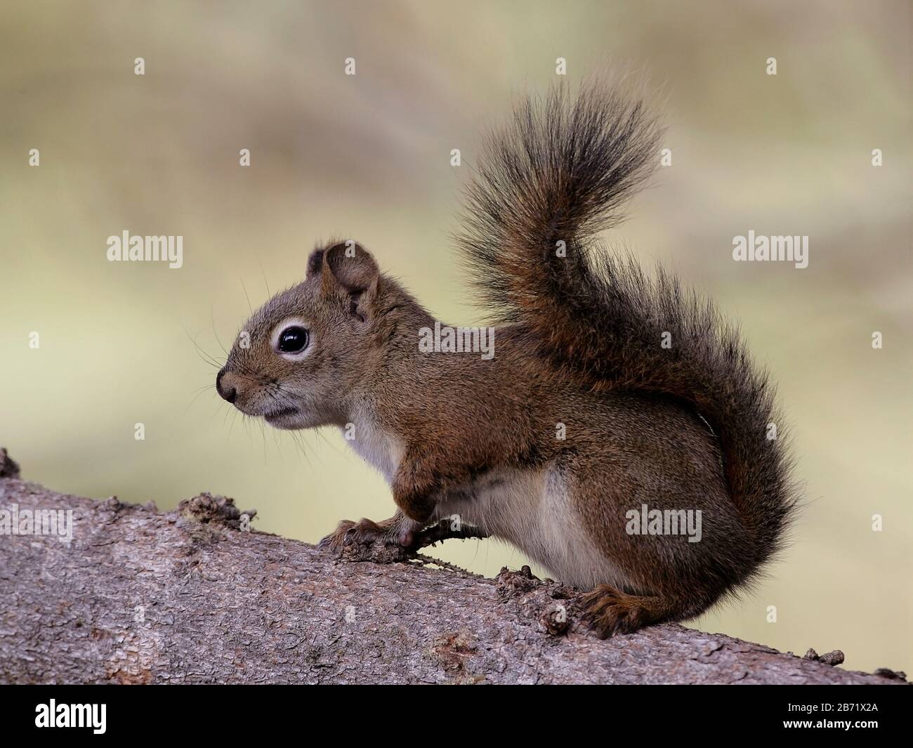 Red or " Pine " Squirrel sitting on branch, watching (Tamiasciurus ...