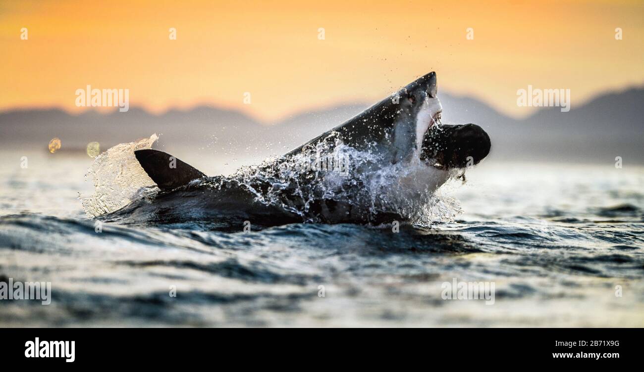 jumping Great White Shark. Red sky of sunrise. Great White Shark ...