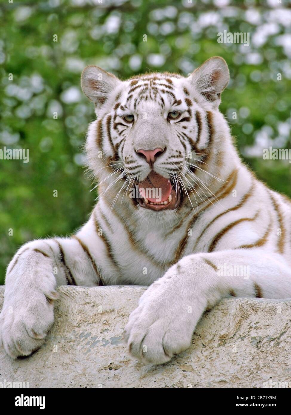 Smiling White Tiger