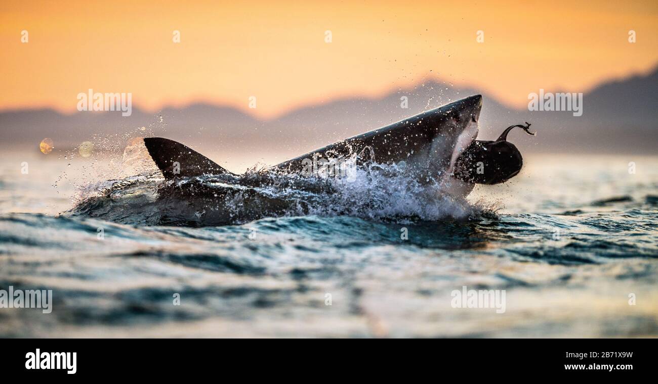 jumping Great White Shark. Red sky of sunrise. Great White Shark ...