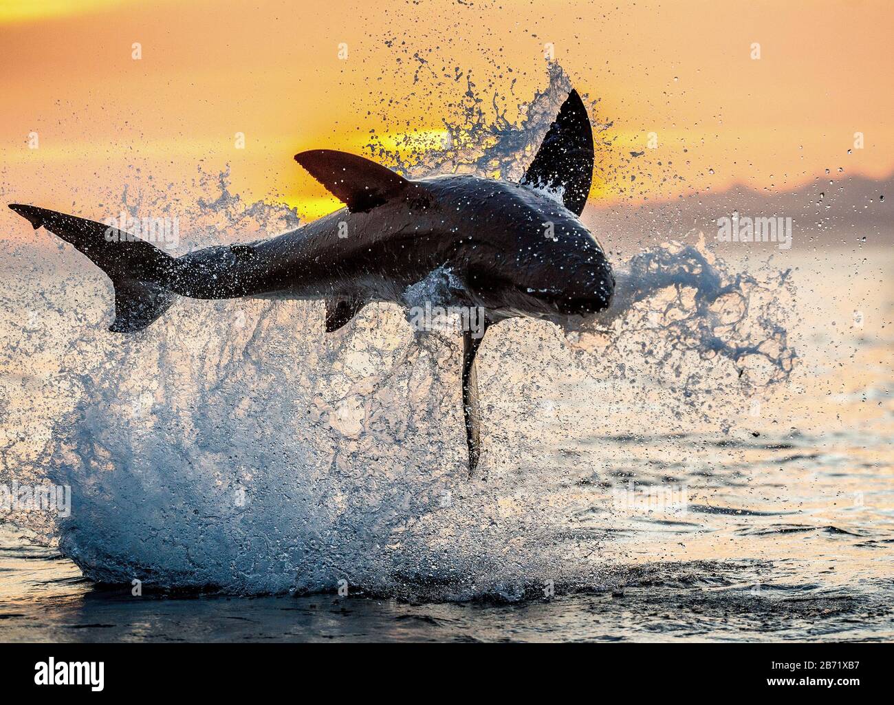 Jumping Great White Shark Wallpaper 51 Great White Shark Jumping Stock