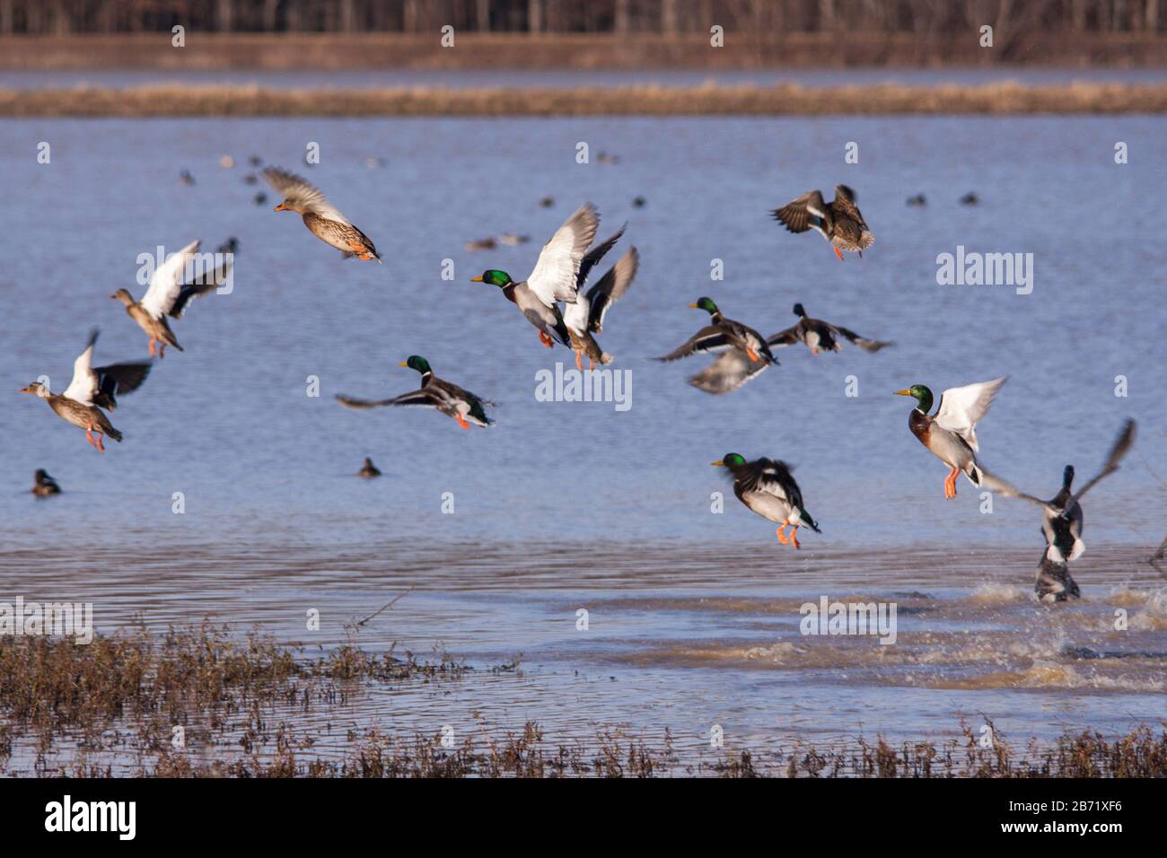 Mallards taking flight Stock Photo - Alamy