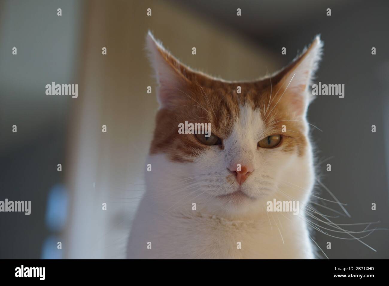 Unhappy cat hi-res stock photography and images - Alamy