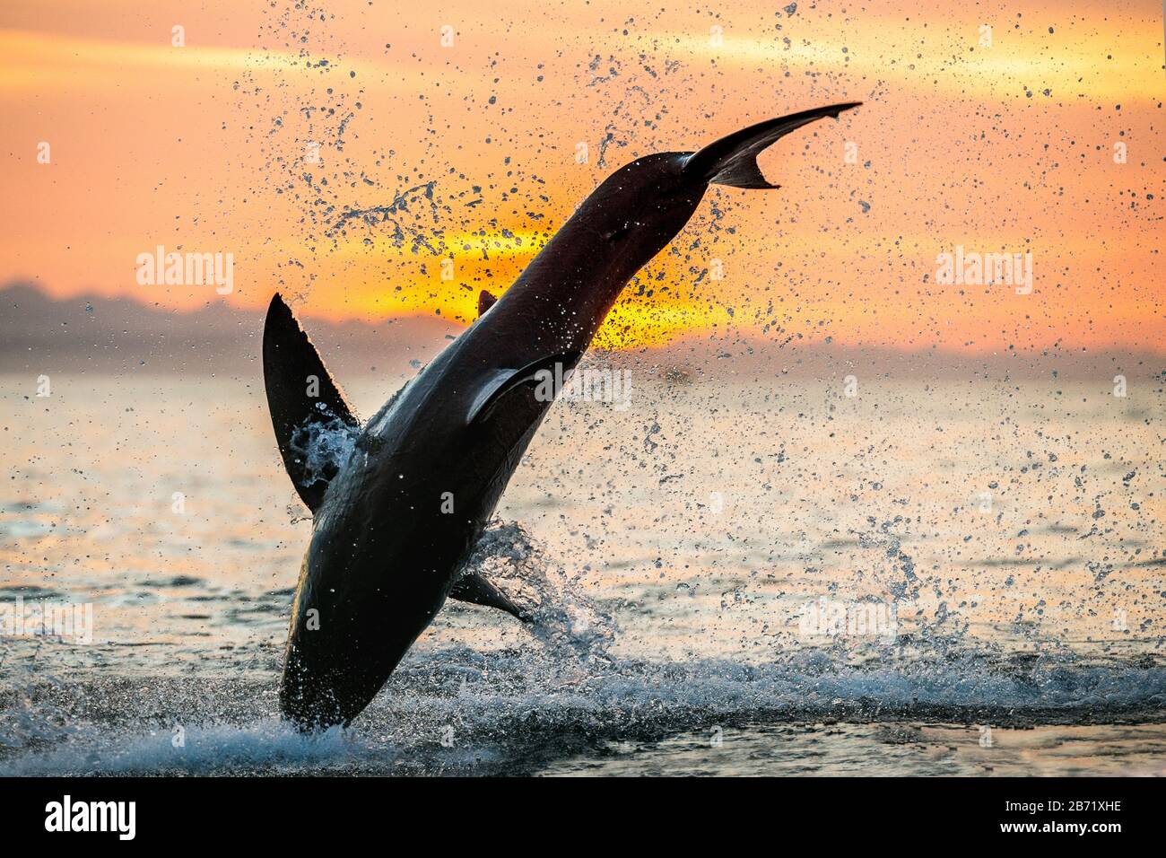 jumping Great White Shark. Red sky of sunrise. Great White Shark ...