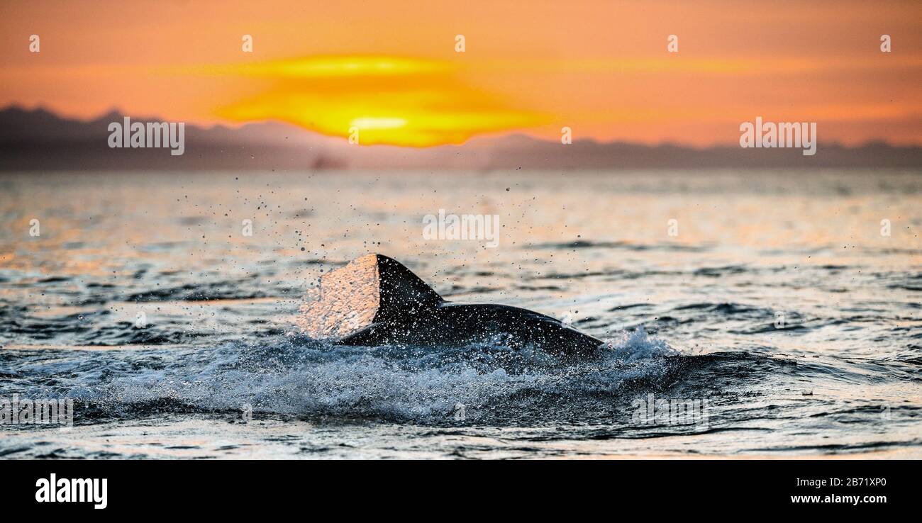 Shark's dorsal fin above the surface of the water On the blood-red ...