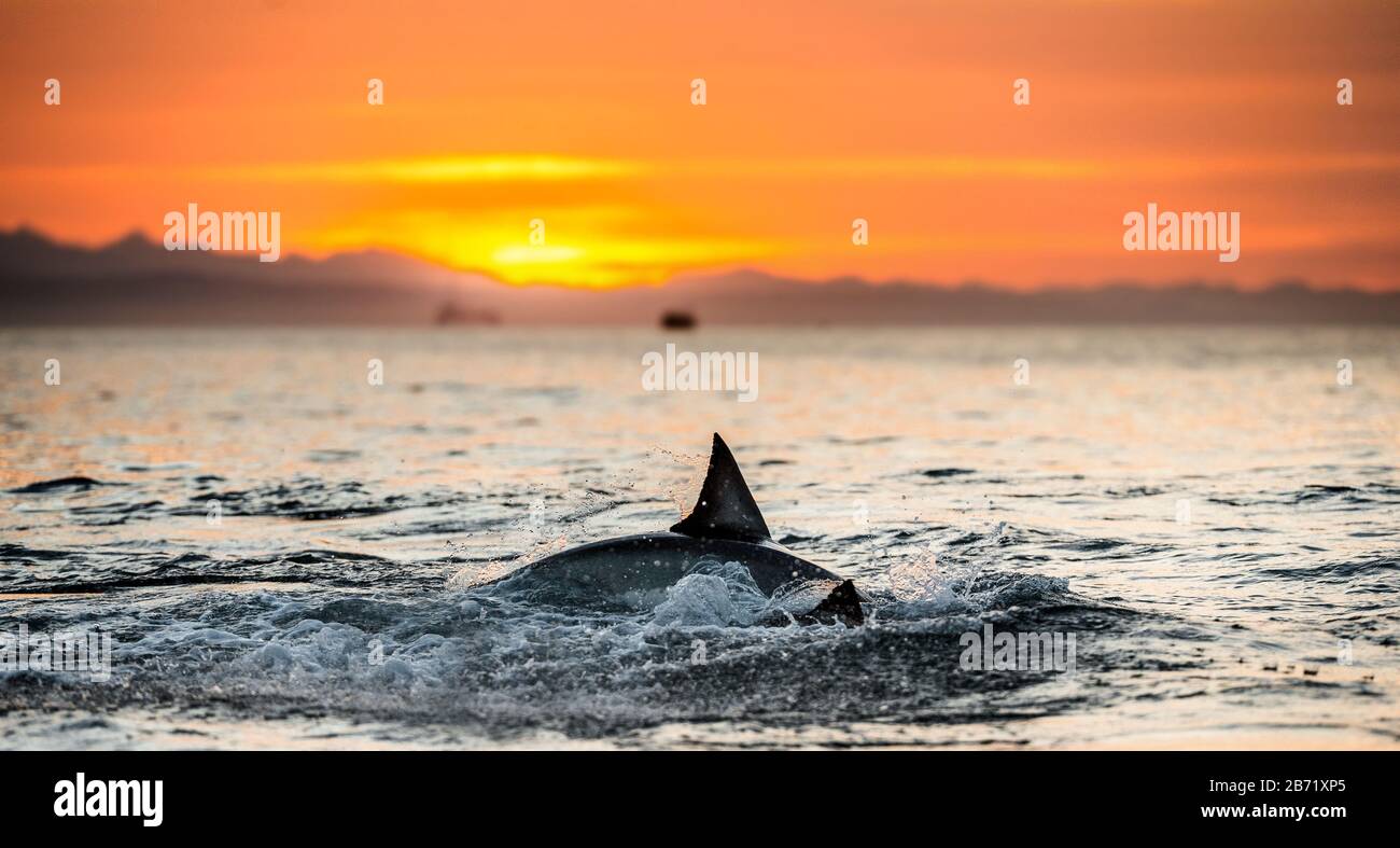 Shark's dorsal fin above the surface of the water On the blood-red ...