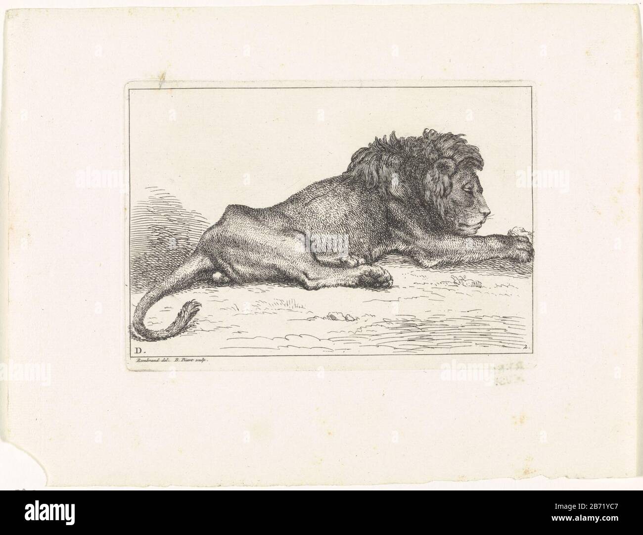 Rembrandt Animal Drawing