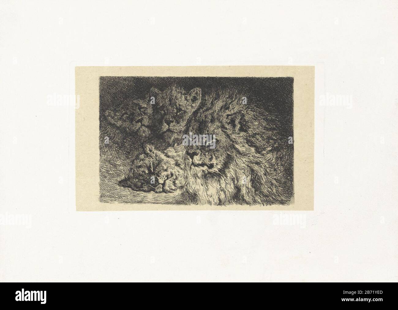 Female lion etching hi-res stock photography and images - Alamy