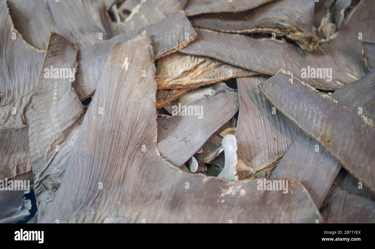 Dried shark fin food ingredient at shop in China town in Bangkok, It’s ...